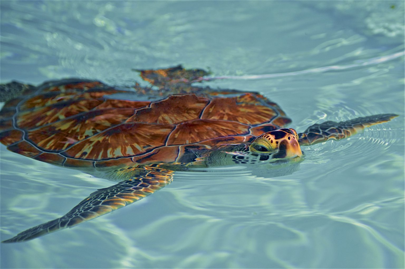 Florida's Best Sea Turtle Hatching Spots - Florida Rentals Blog