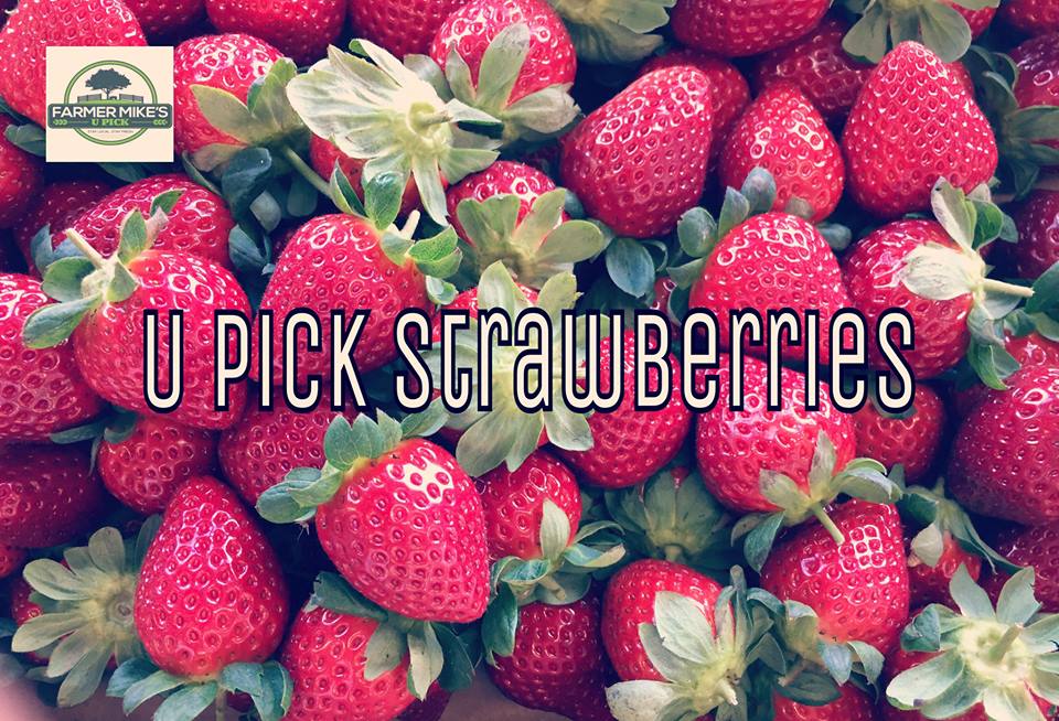 Florida's Top "Pick Your Own" Orchards & Farms - Florida Rentals Blog