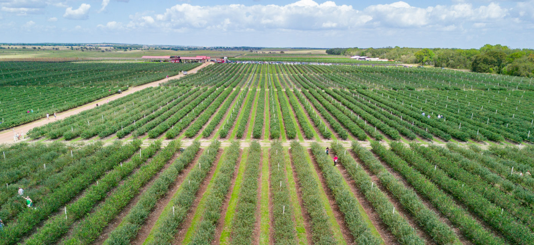 Florida's Top "Pick Your Own" Orchards & Farms - Florida Rentals Blog