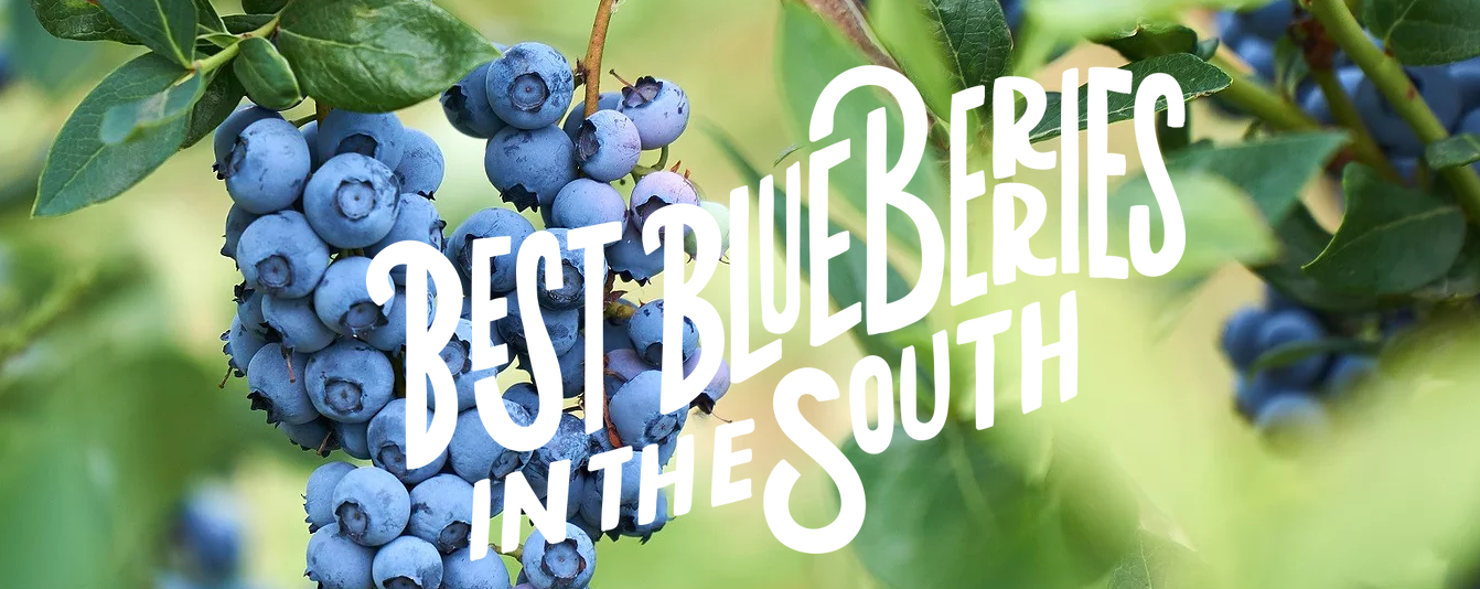 Florida's Top "Pick Your Own" Orchards & Farms - Florida Rentals Blog