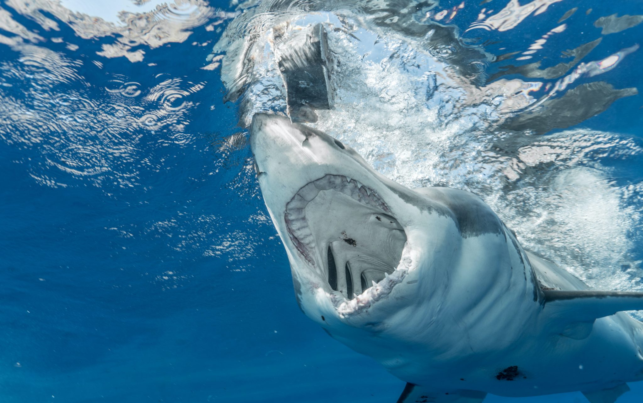 Best Places to See Sharks in Florida - Florida Rentals Blog