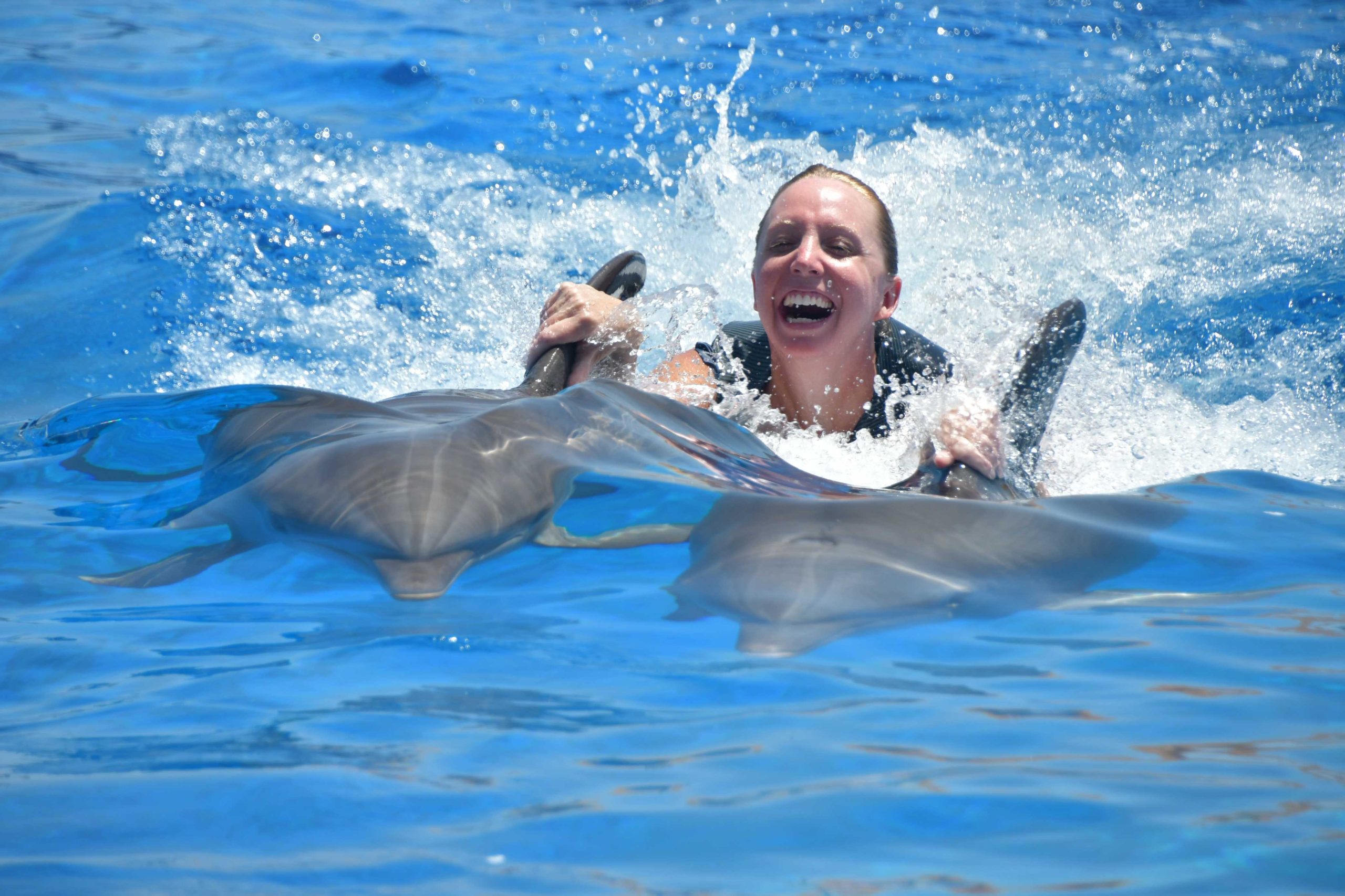 Best Places to Swim with Dolphins in Florida - Florida Rentals Blog