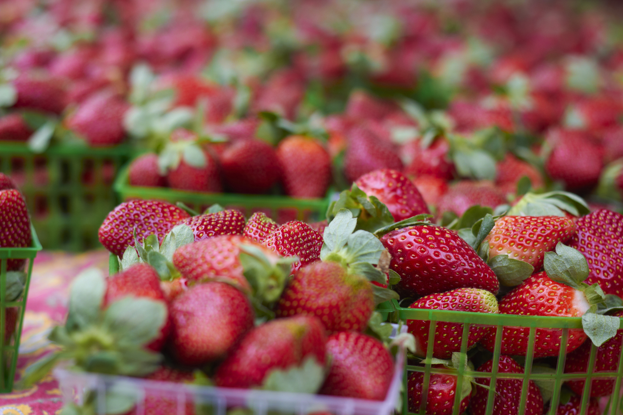 Florida's Top "Pick Your Own" Orchards & Farms - Florida Rentals Blog