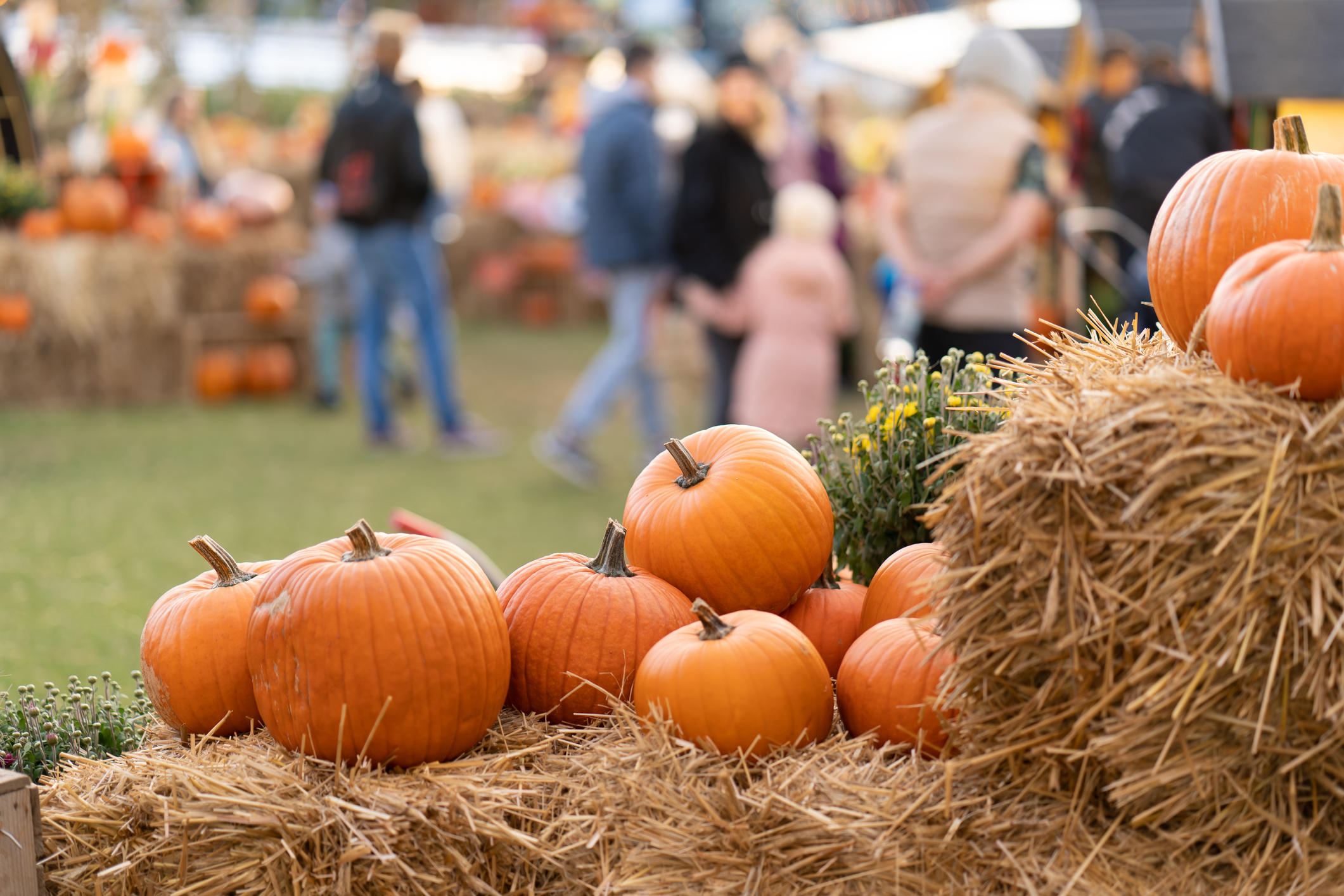Top Fall Activities in Central Florida in 2023 - Florida Rentals Blog